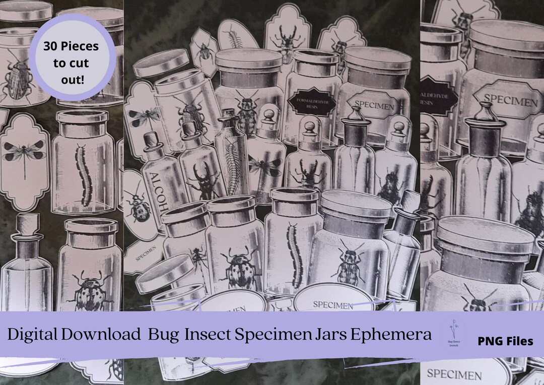 Bug Insect Creepy Crawlies Horror Digital Printable Specimen Jars Tags ...