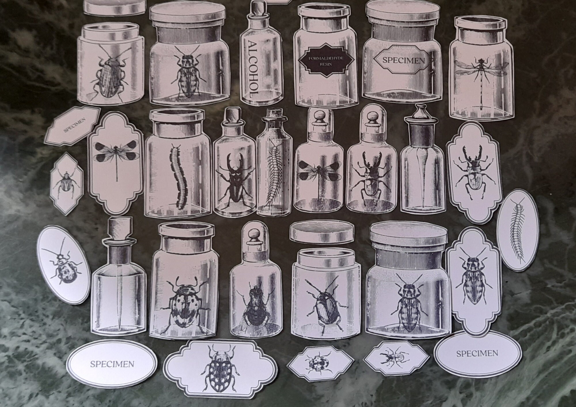 Bug Insect Creepy Crawlies Digital Printable Specimen Jars Tags Labels ...