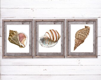 Seashells Home Decor Art set of 12 Prints beach theme living | Etsy