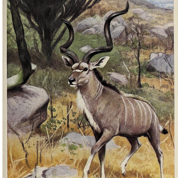 Kudu - Etsy