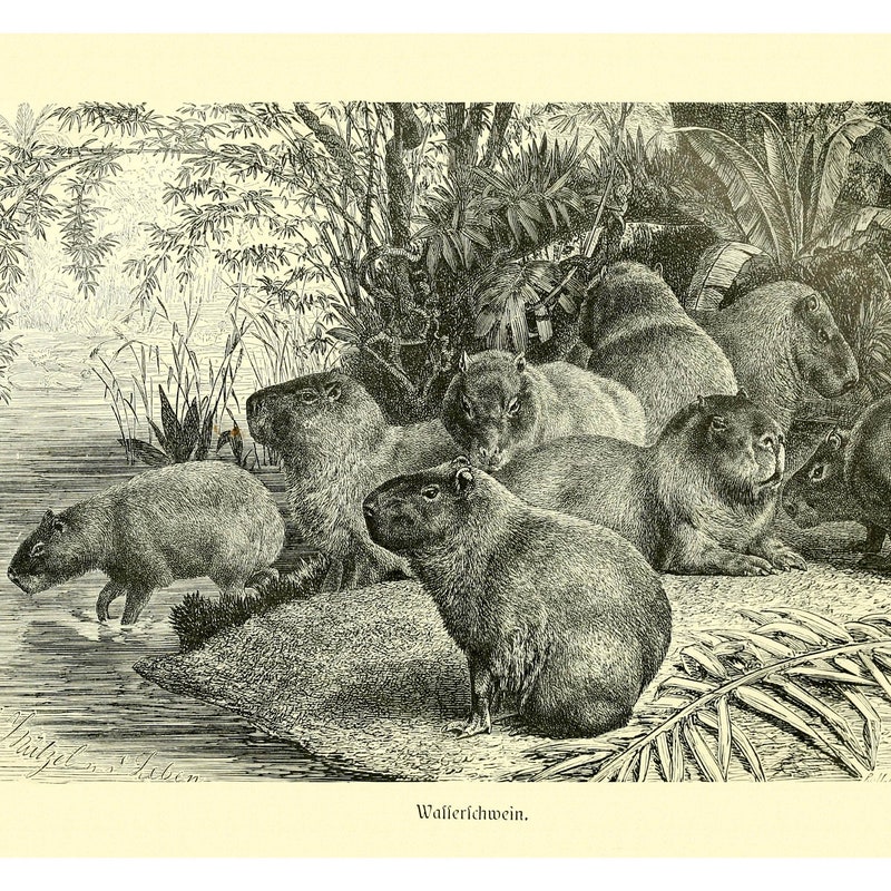 Capybara Art Prints - Etsy