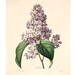 Lilac Vintage Lithograph c. 1828 Giclee Fine Art Print - Etsy