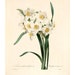 Rush Daffodil Vintage Lithograph (c. 1828) - Giclee Fine Art Print ...