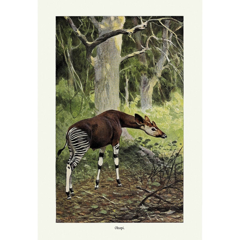 Okapi - Etsy