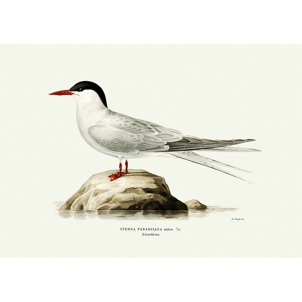 Arctic Tern - Etsy