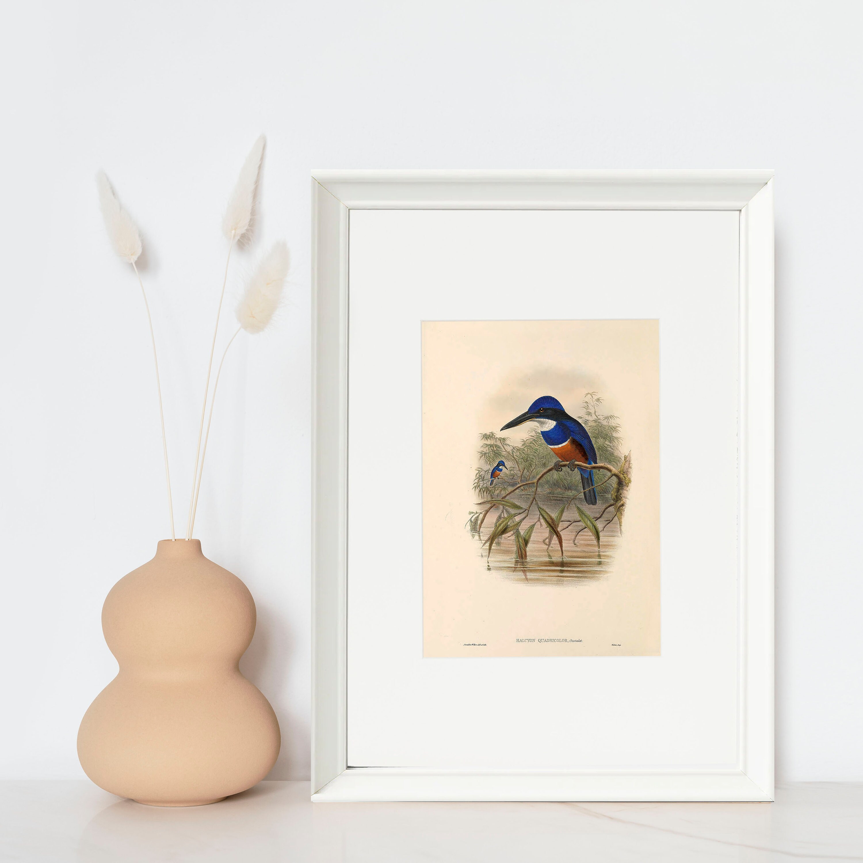 Four-Colored Kingfisher Vintage Lithograph Giclee Fine Art | Etsy