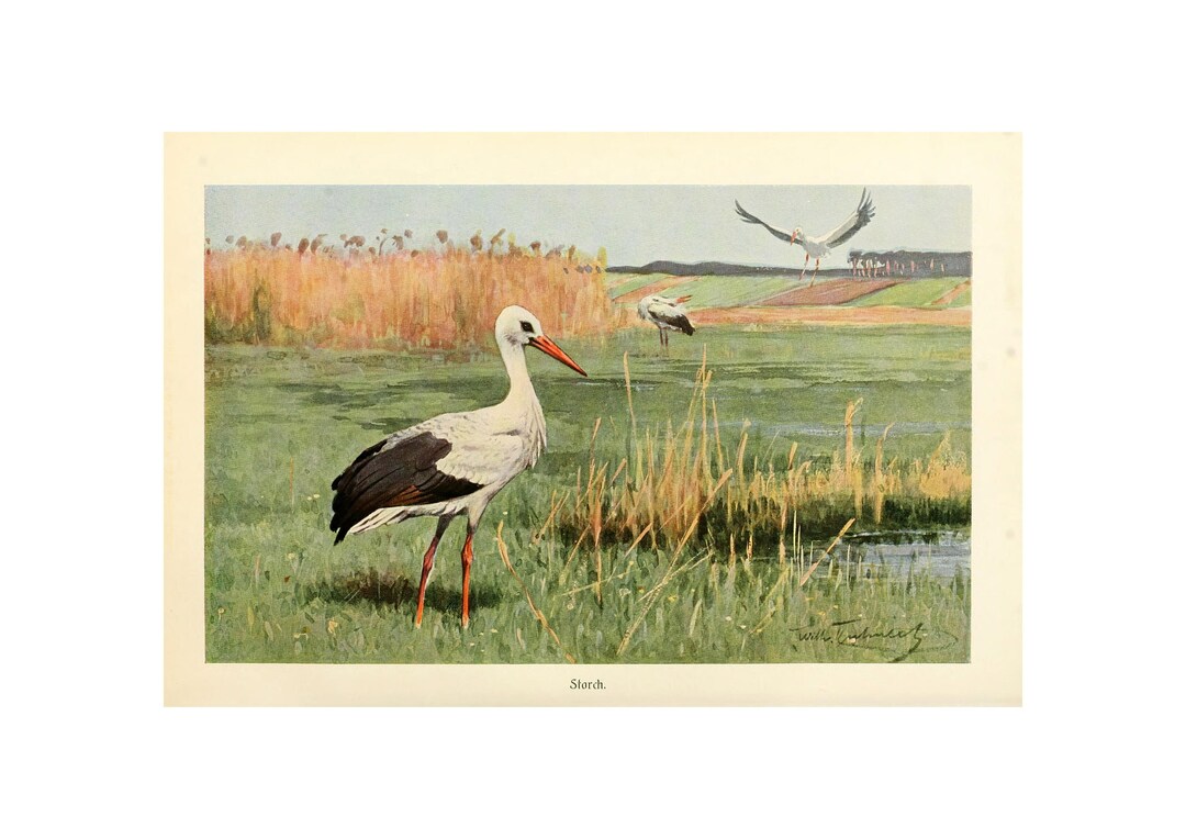 Stork Fine Art Print Vintage Lithograph Framed/unframed - Etsy
