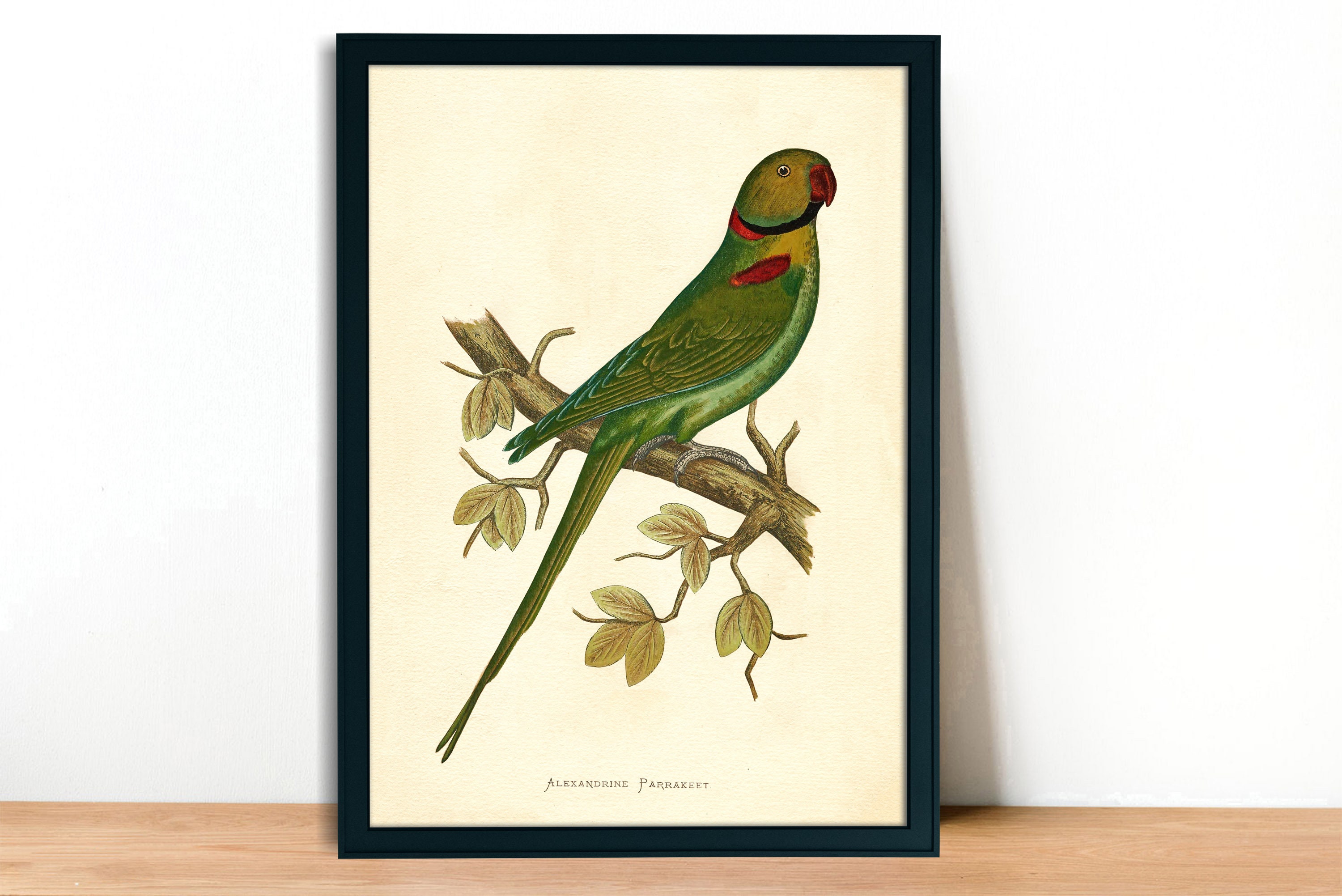 Alexandrine Parrot Vintage Lithograph Fine Art Print A4/A3 | Etsy