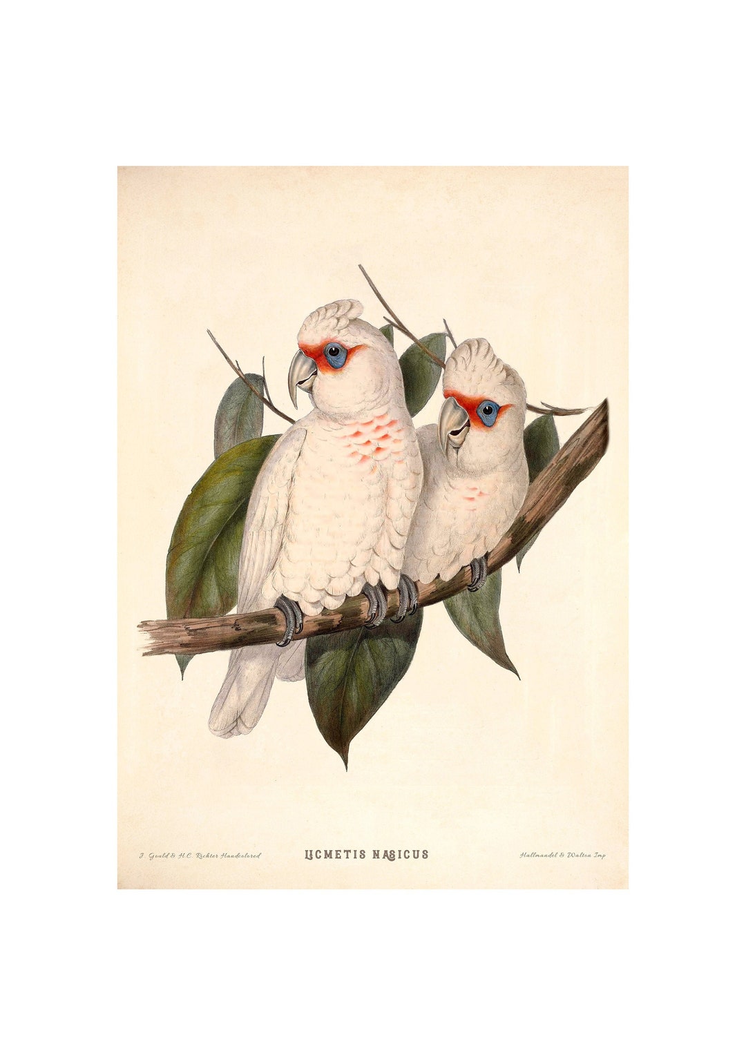 Muir's Corella Vintage Lithograph Giclee Fine Art Print - Etsy España