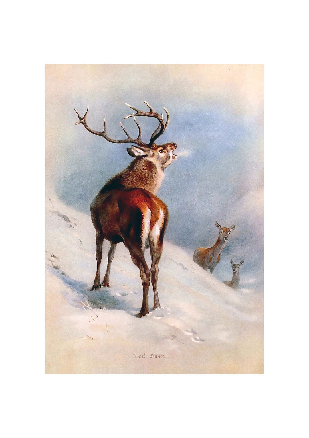 Red Deer - Giclee Fine Art Print - Framed/unframed/canvas - Etsy