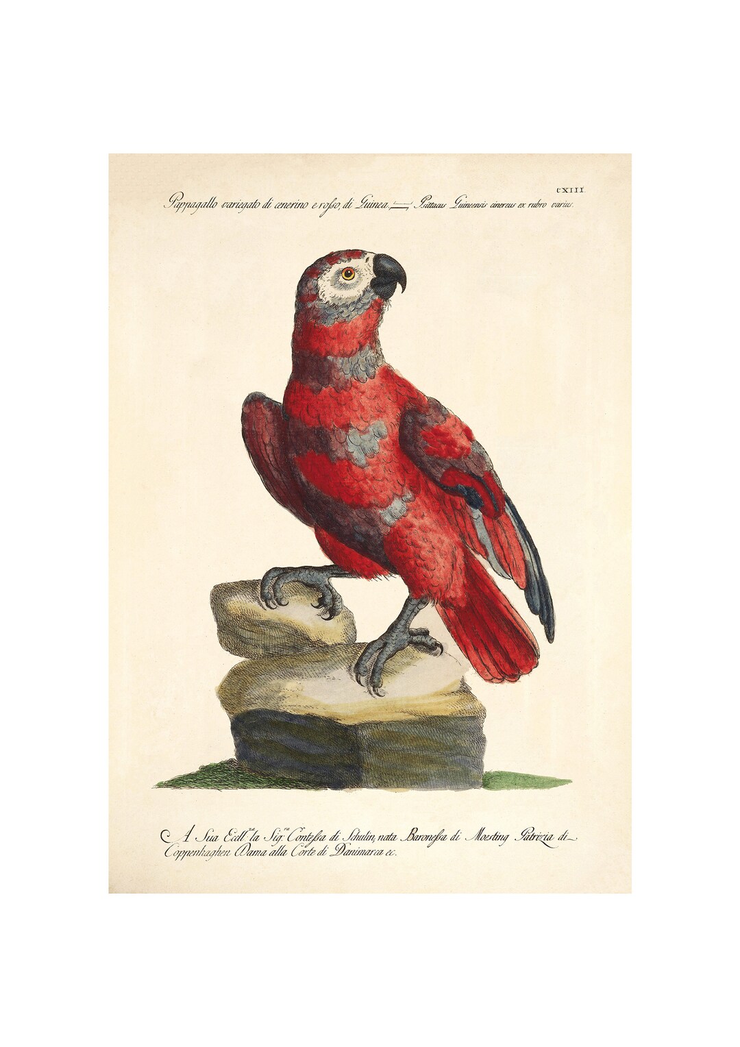 Red Factor African Grey Parrot Natural History of Birds, 1767-1776 ...