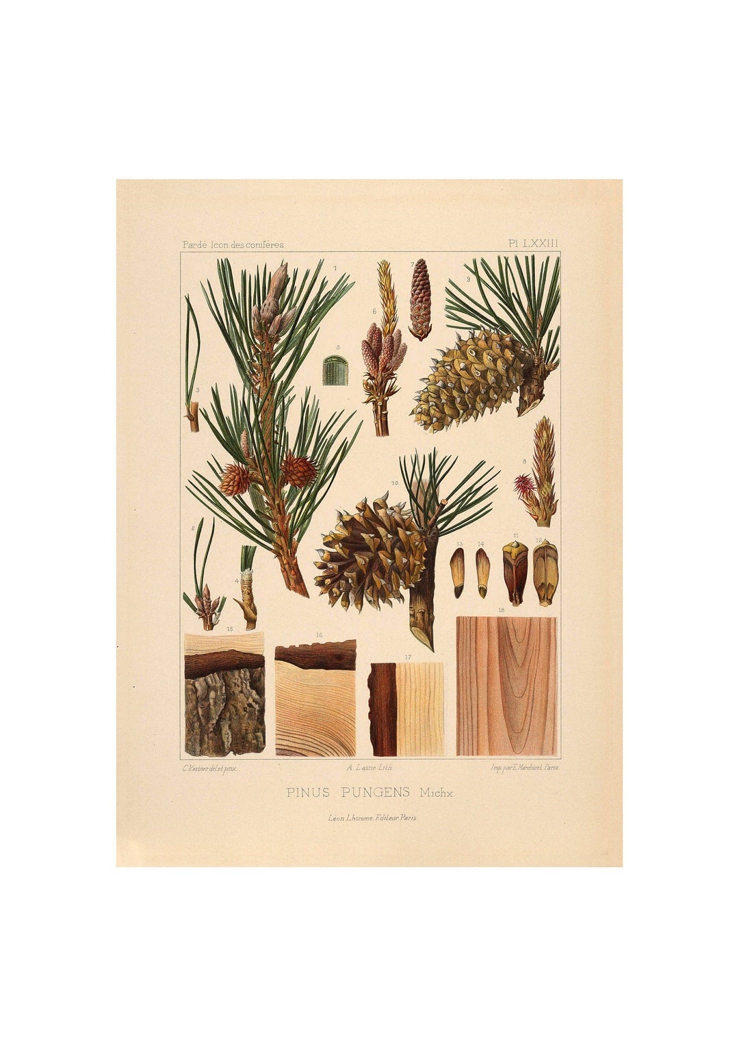 Table Mountain Pine or Hickory Pine Vintage Lithograph (c. 1912) - Giclee Fine Art Print ...