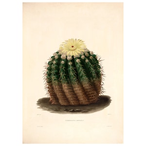 Cactus Vintage Lithograph (c. 1841) - Giclee Fine Art Print - Framed ...