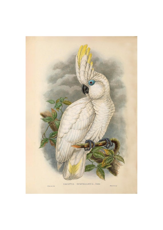 Blue-eyed Cockatoo Vintage Lithograph Giclee Fine Art Print - Etsy