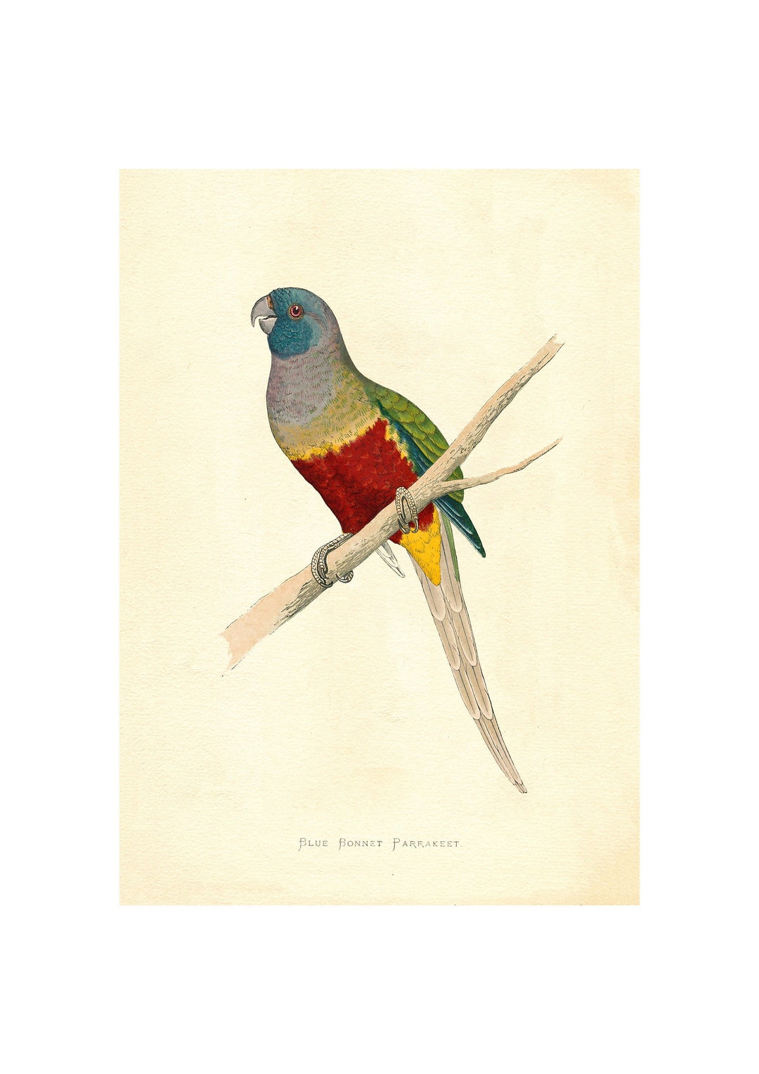 Blue Bonnet Parrot Vintage Illustration - Giclee Fine Art Print ...