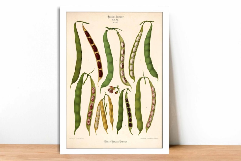 Beans Varieties Antique Illustration - Giclee Fine Art Print - Framed ...