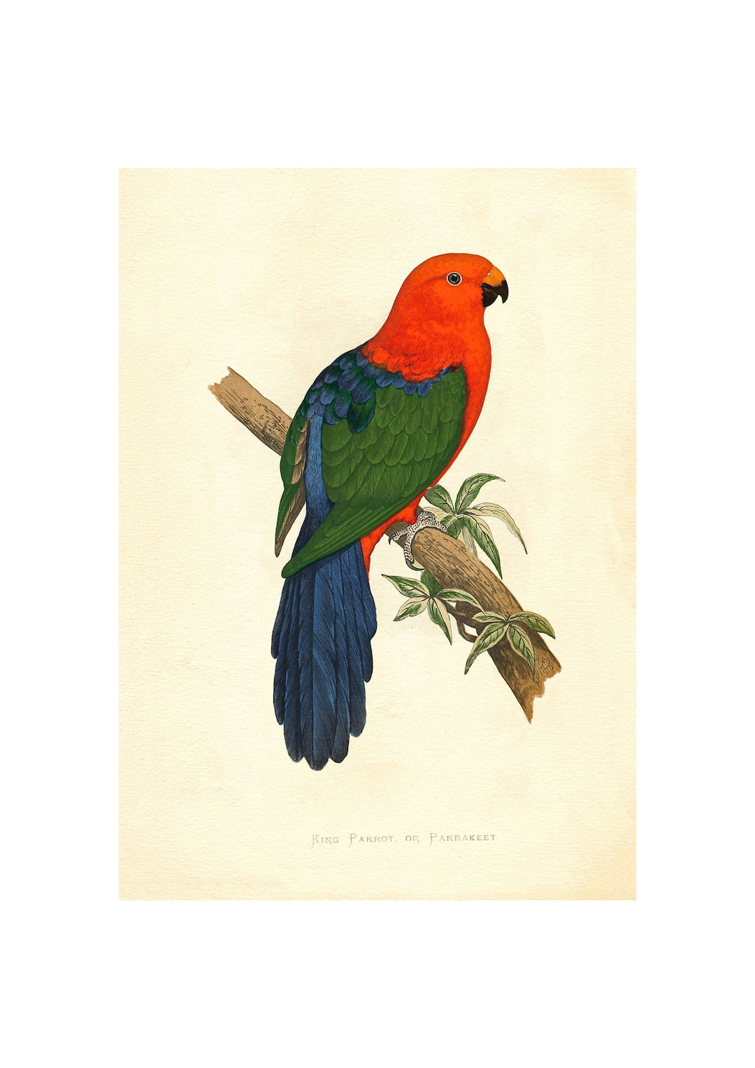 Australian King Parrot Vintage Illustration - Giclee Fine Art Print ...