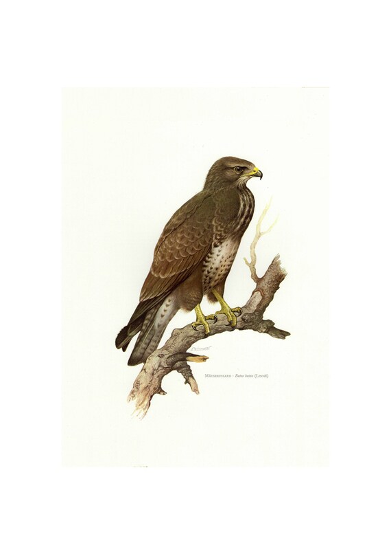 Digital Prints Prints Vintage Common Buzzard Print etna.com.pe