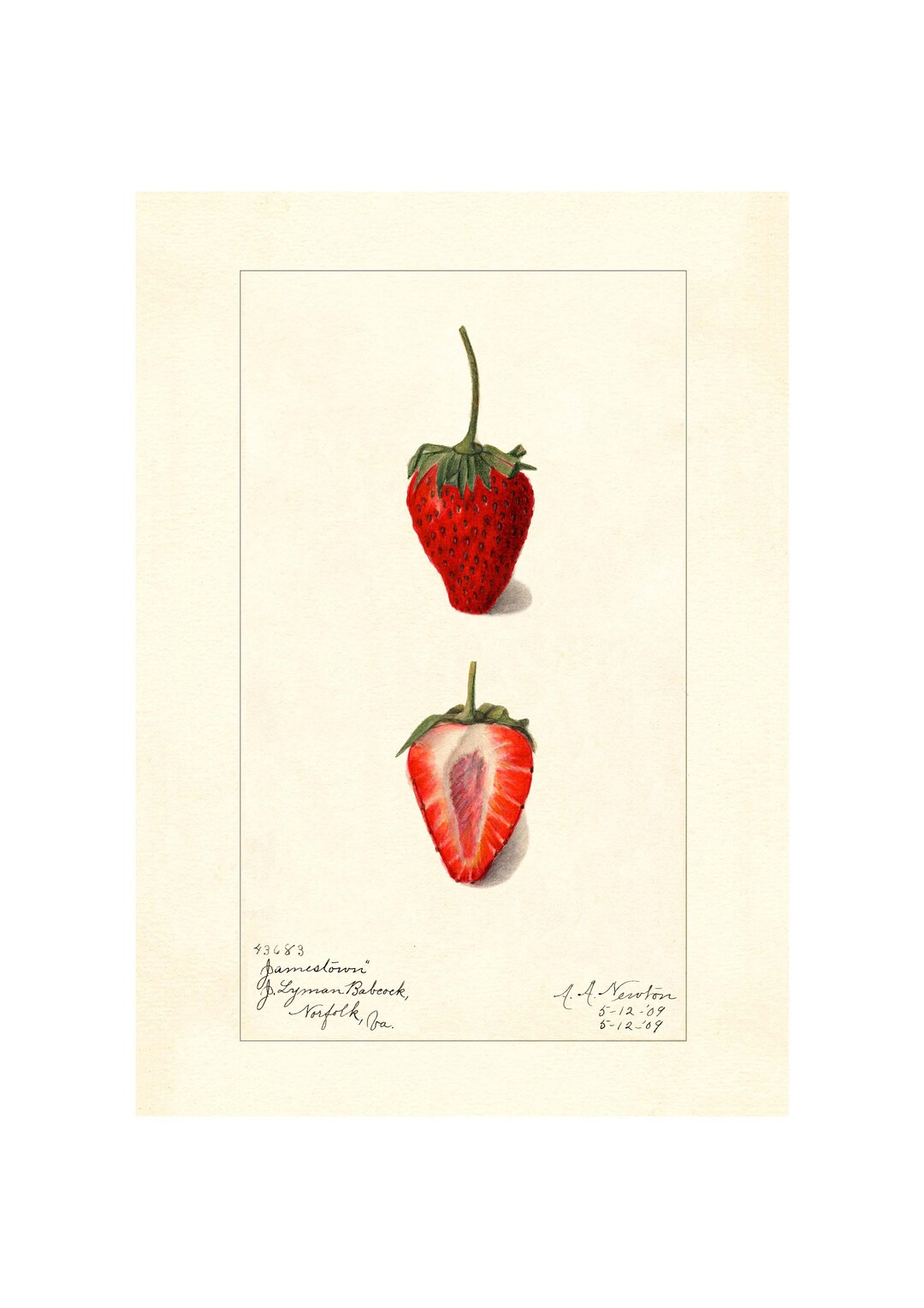 Strawberry Varietes Strawberries Vintage Lithograph 1900s Giclee Fine ...