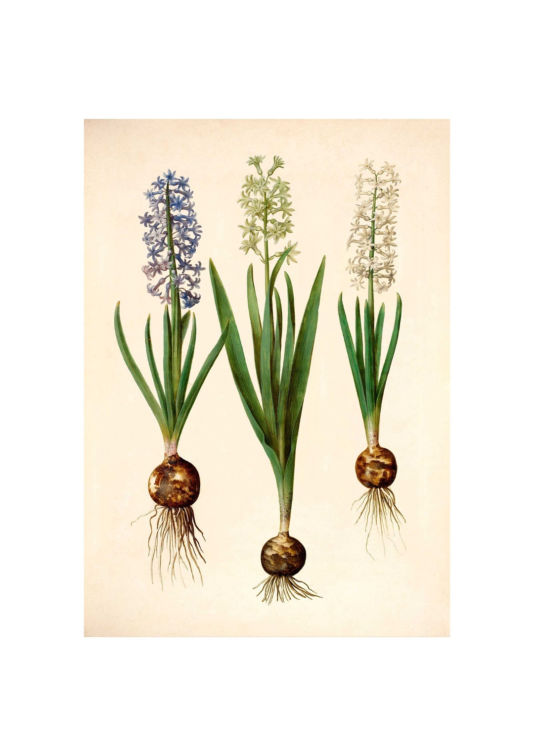 Hans Simon Holtzbecker : "hyacinthos Orientalis" - Garden Hyacinth ...