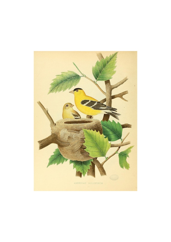 American Goldfinch Eggs