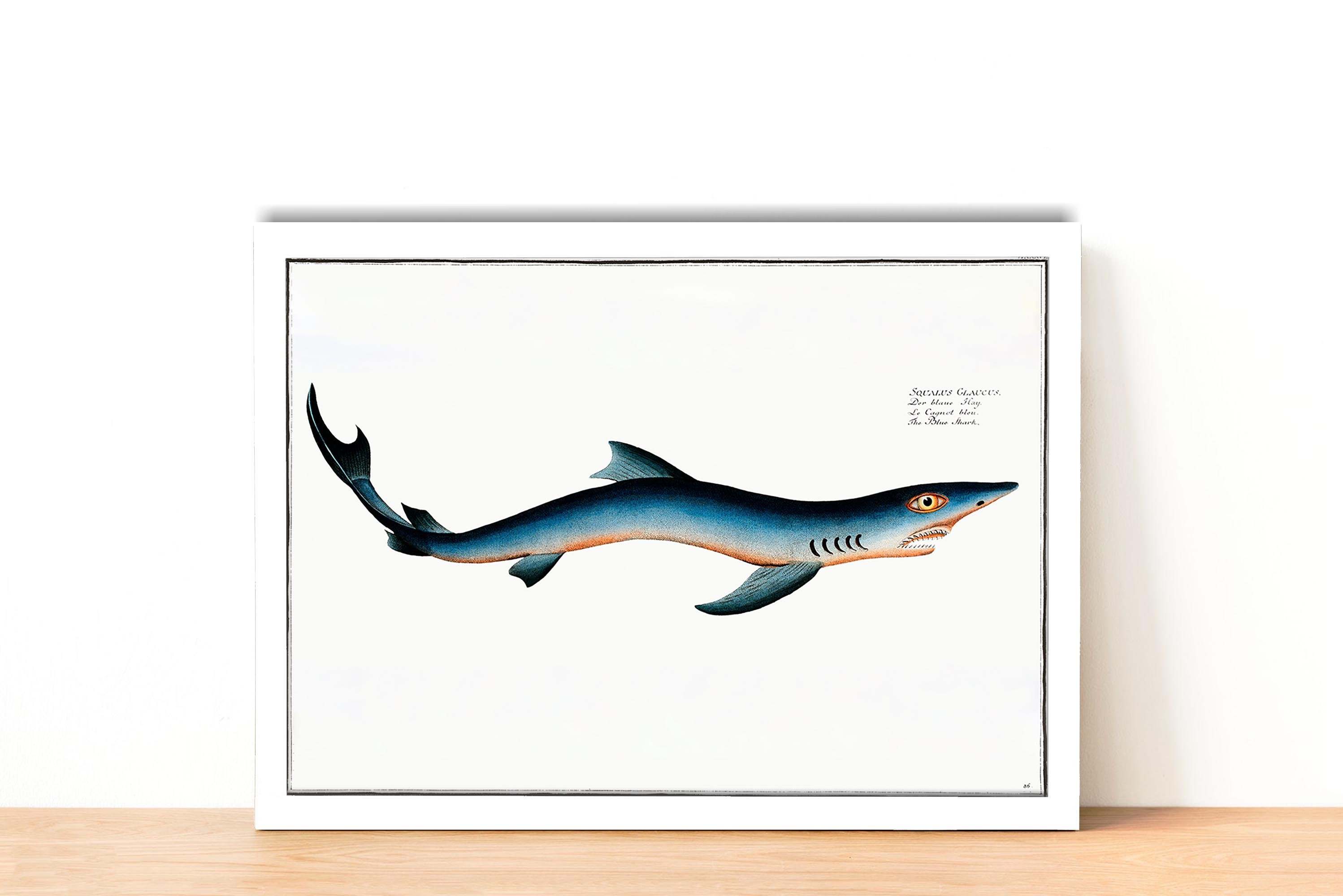 Blue Shark Vintage Lithograph 17851797 Giclee Fine Art - Etsy