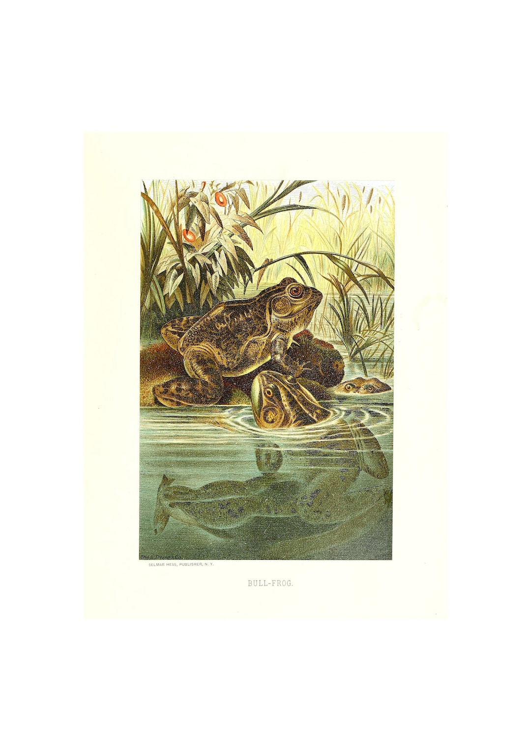 Bullfrog Fine Art Print Litografía antigua de 1885 A4/A3 enmarcada/sin ...