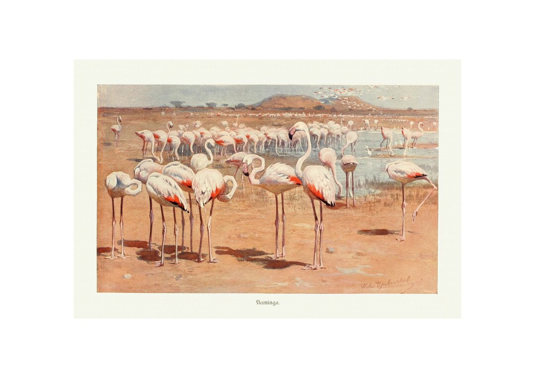 Flamingo Fine Art Print - Anitique Lithograph - Framed/unframed - Etsy