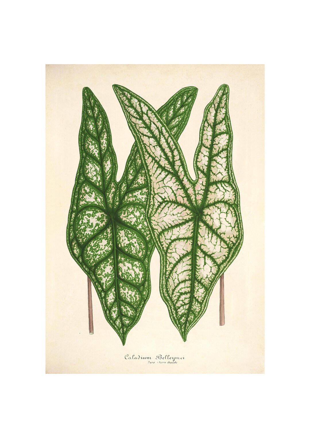 Caladium Belleymii Elephant Ear Plant Vintage Lithograph - Giclee Fine ...