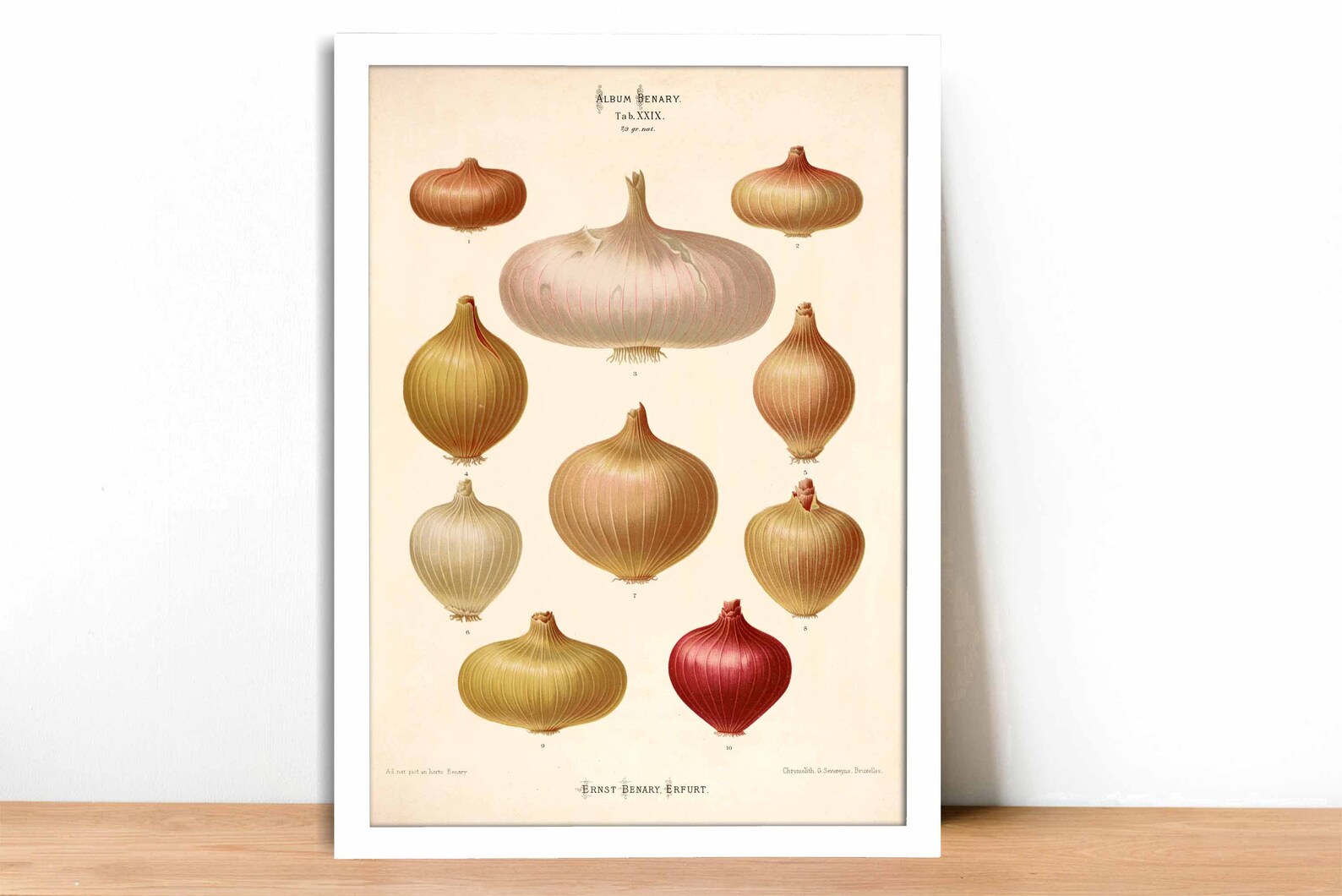 Ernest Benary : album Benary 1876 Onions | Etsy