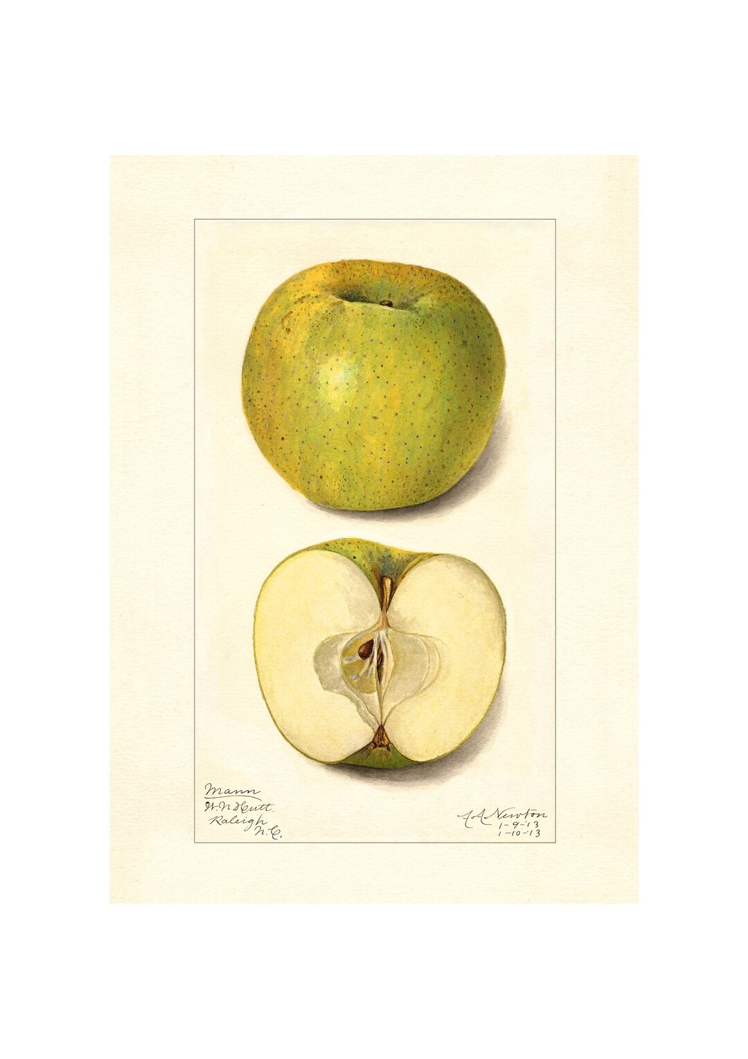 Apples Apple Varieties Vintage Lithograph 1900s Giclee Fine Art Print ...