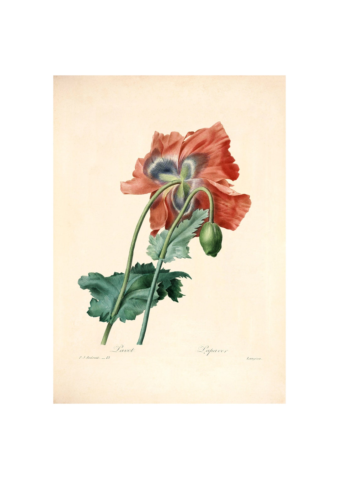Poppy Vintage Lithograph (c. 1828) - Giclee Fine Art Print - Framed ...