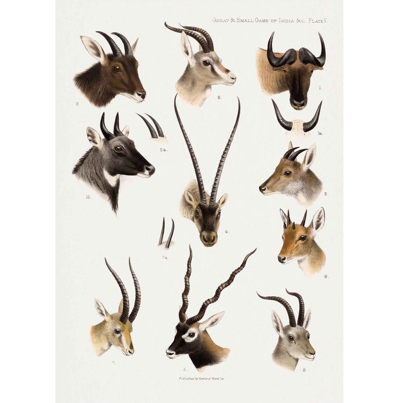 Antelope Print - Etsy