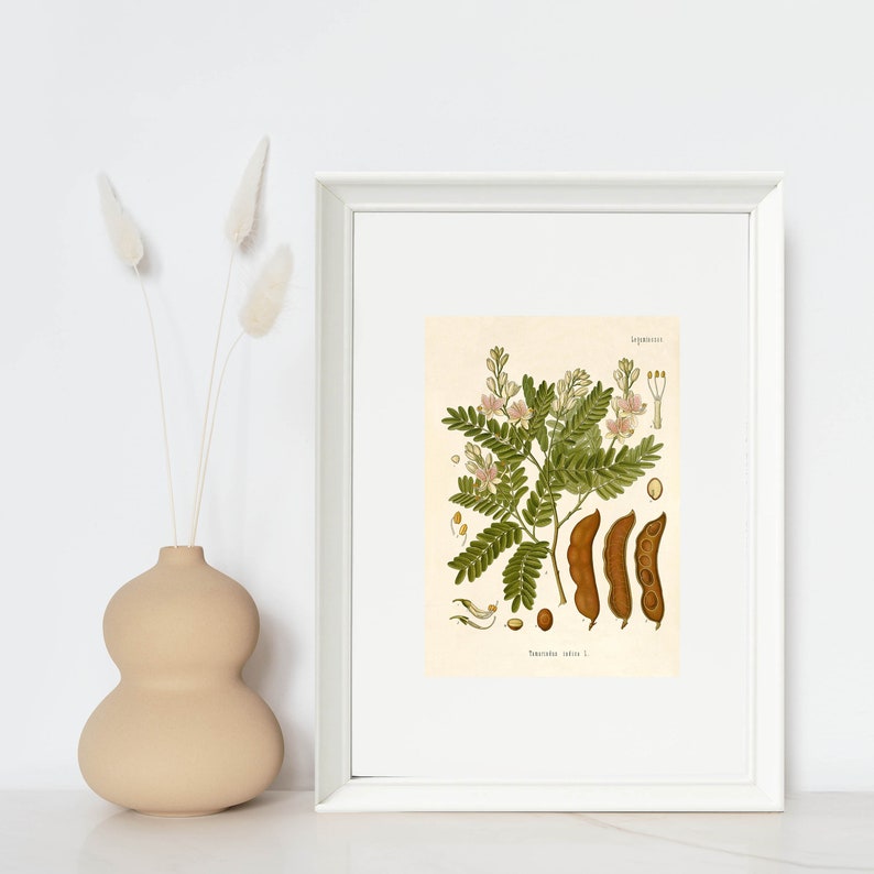 Tamarind, Tamarindus Indica Vintage Illustration - Giclee Fine Art ...