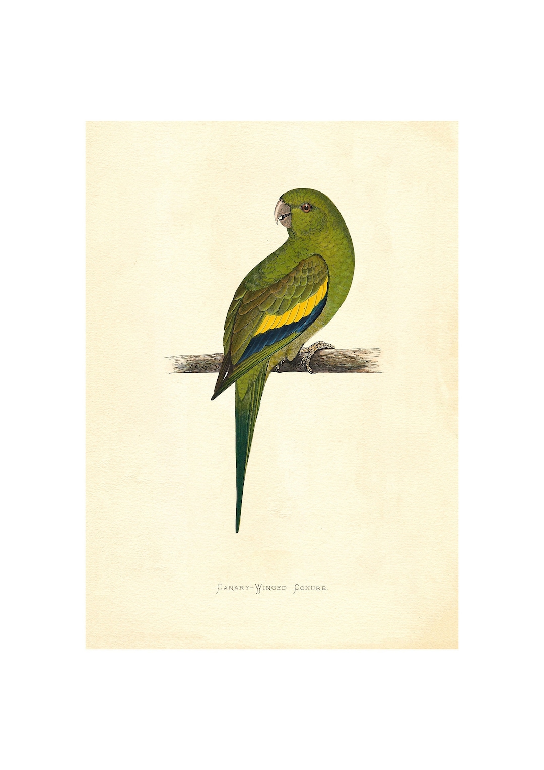 Canary-winged Parakeet Vintage Illustration - Giclee Fine Art Print ...