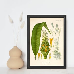 Turmeric or Curcuma Longa Vintage Illustration - Giclee Fine Art Print ...