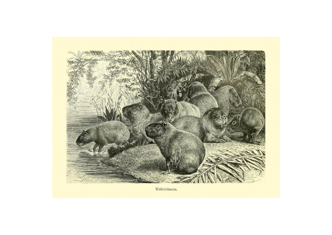 Capybara Fine Art Print - Antique Lithograph From 1882 - Framed ...