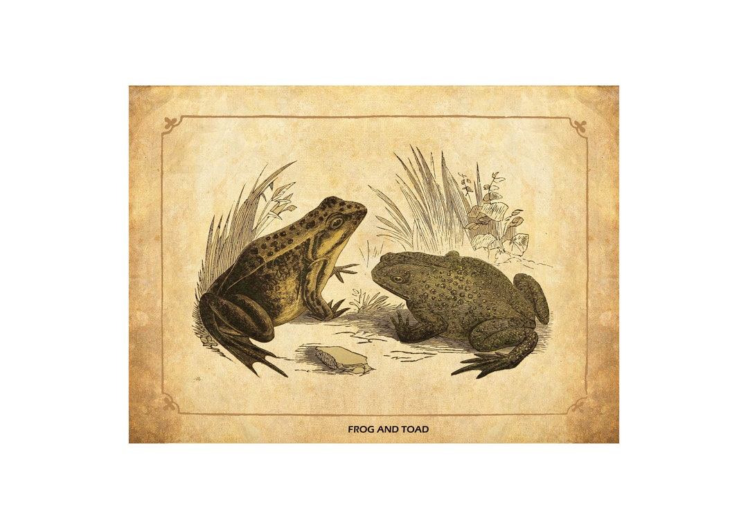 Frog and Toad Fine Art Print - Antique Litograph From 1850 - Framed/unframed - Etsy