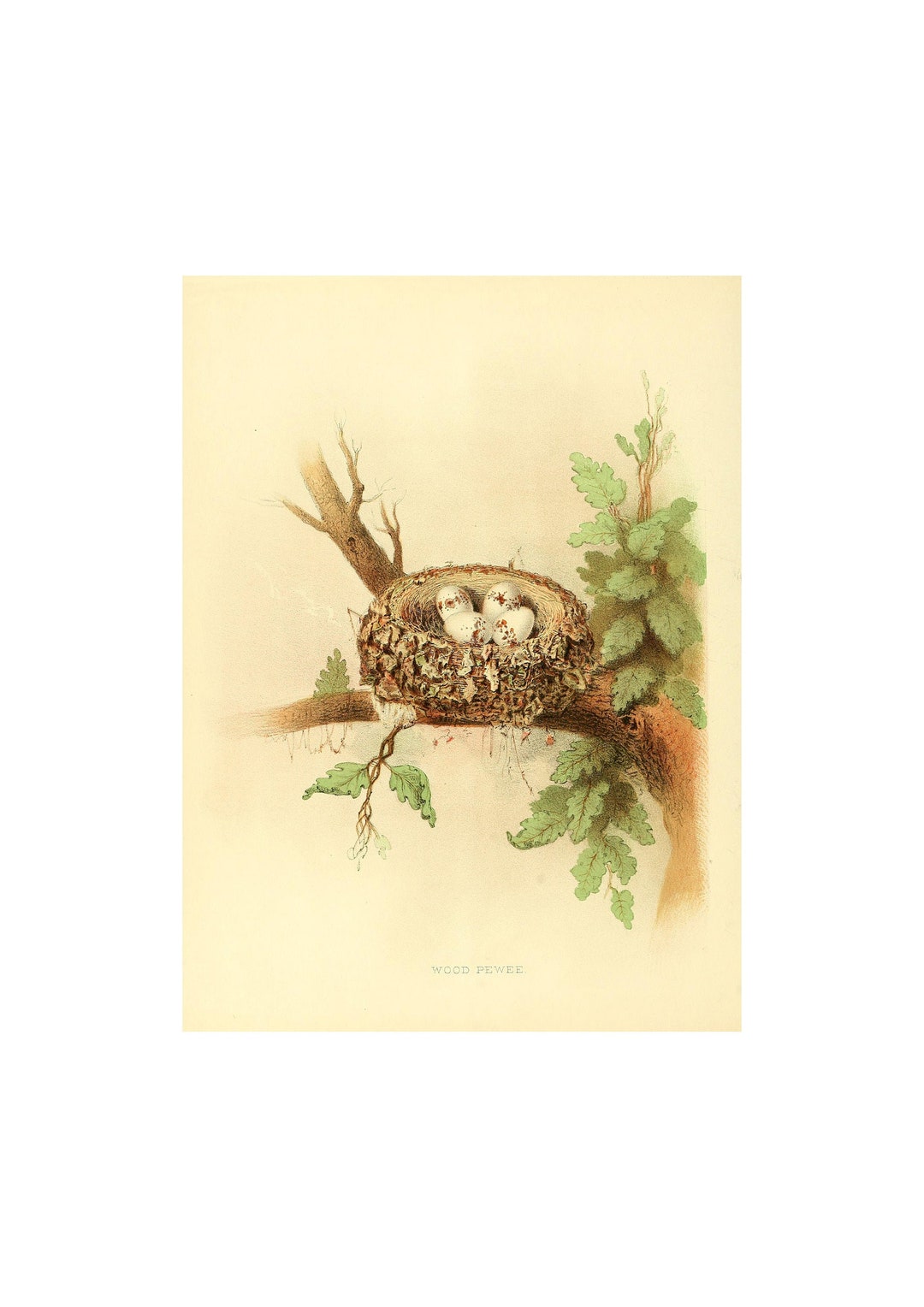 Thomas G. Gentry : "nests and Eggs of Birds of the United States" (1882 ...
