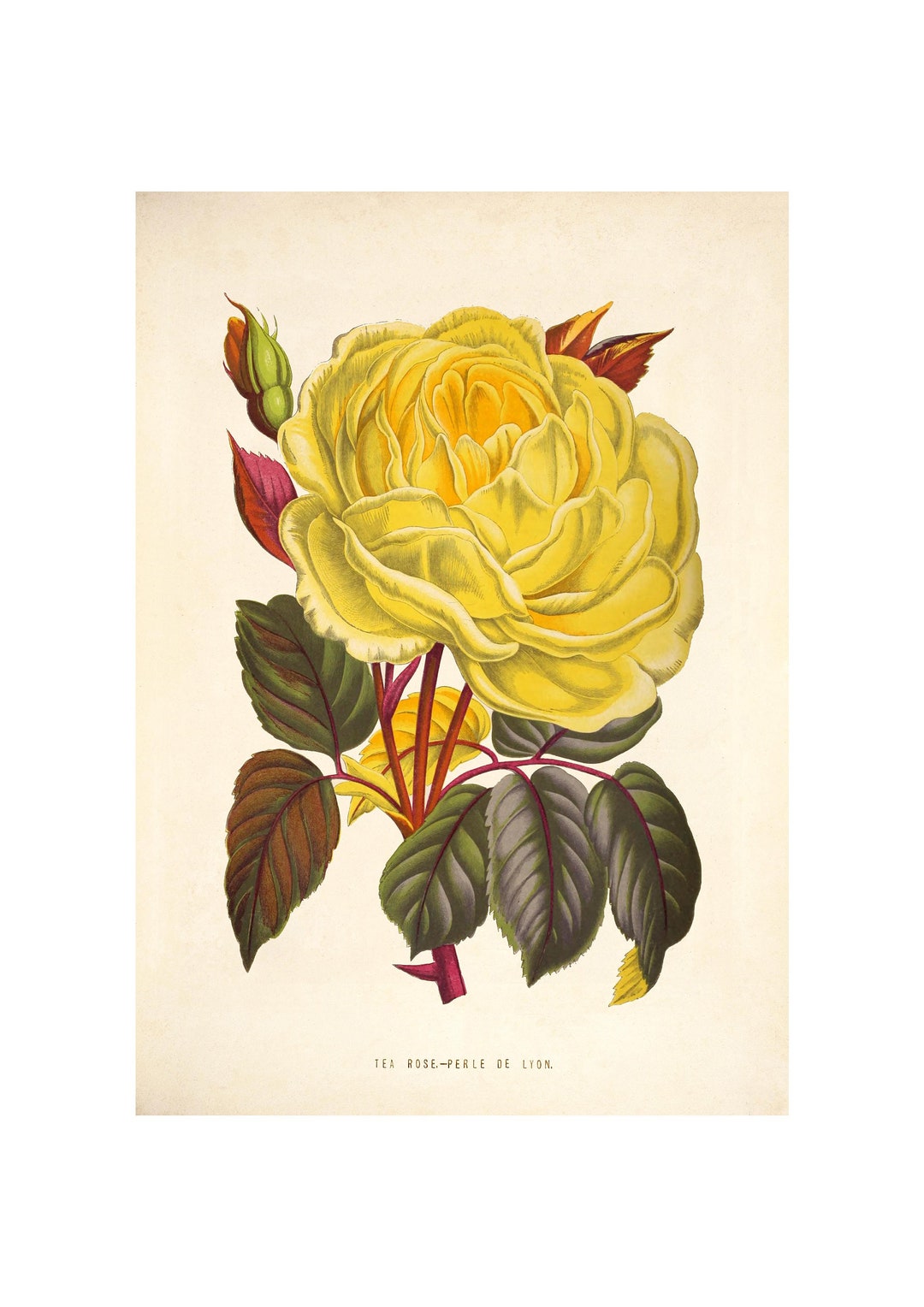 Tea Rose Flowers Vintage Illustration Giclee Fine Art Print - Framed ...