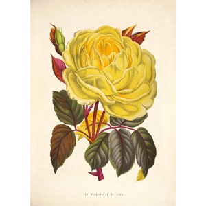 Tea Rose Flowers Vintage Illustration Giclee Fine Art Print - Framed ...
