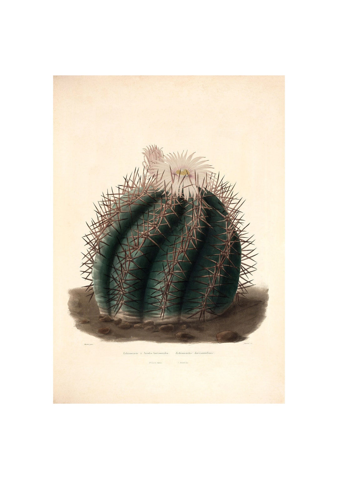 Devil’s Head Cactus Vintage Lithograph (c. 1841) - Giclee Fine Art ...