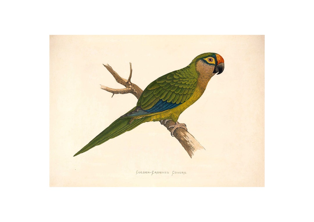Golden-capped Parakeet Vintage Lithograph Giclee Fine Art Print Framed ...