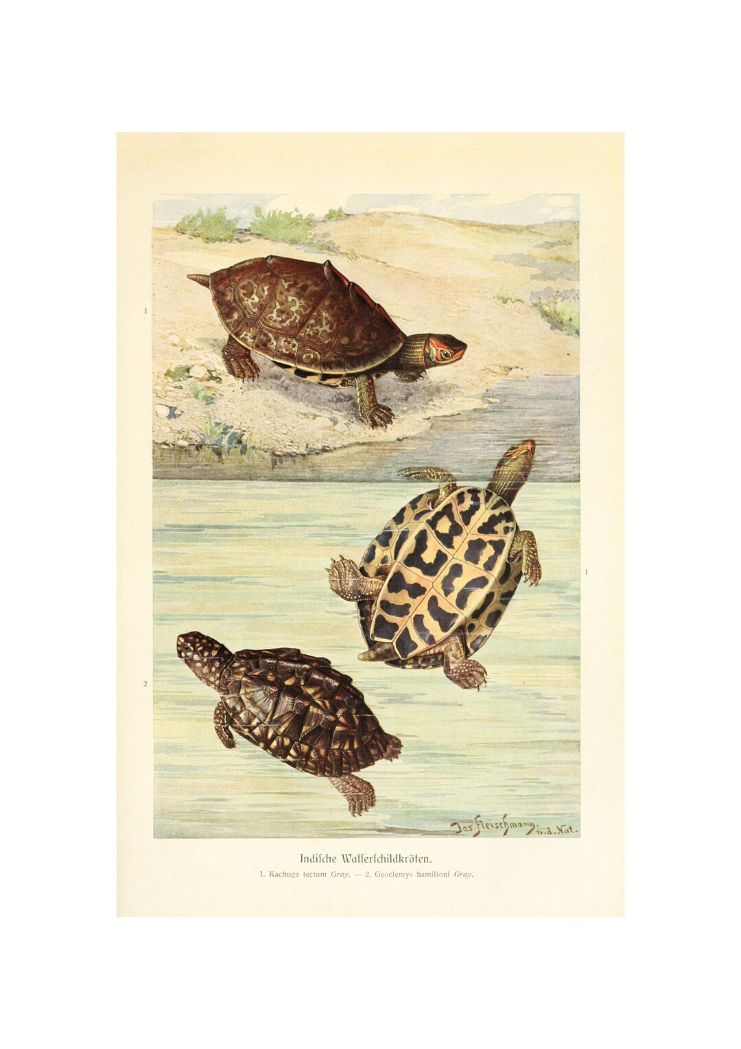 Turtles Fine Art Print - Antique Lithograph From 1882 - Framed/unframed ...