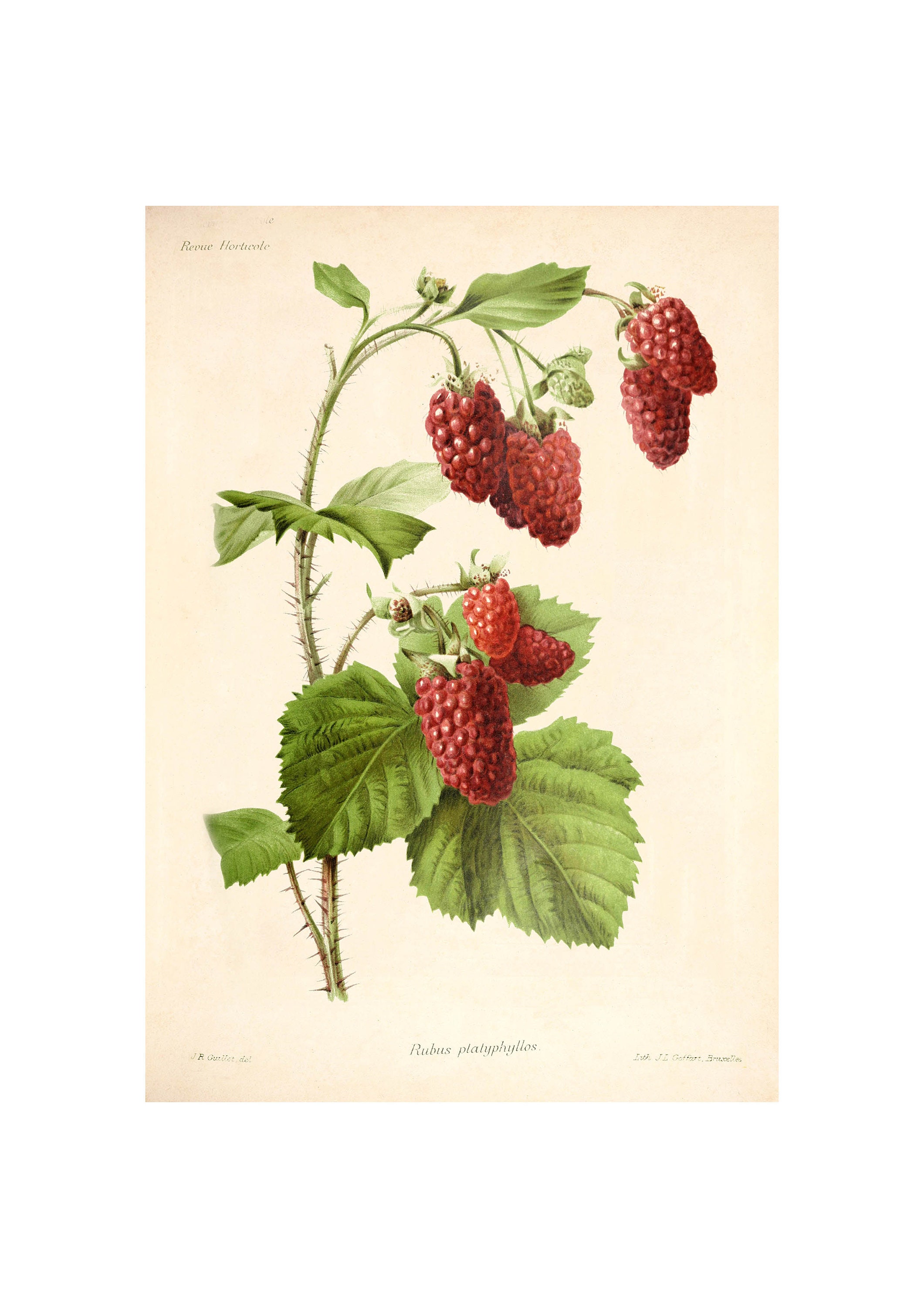 Red Raspberry Vintage Lithograph 1832-1922 Giclee Fine Art | Etsy