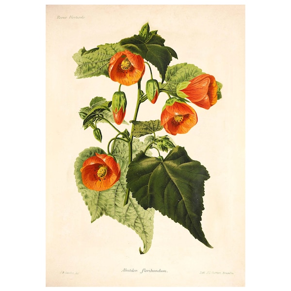 Indian Mallow Plant - Etsy