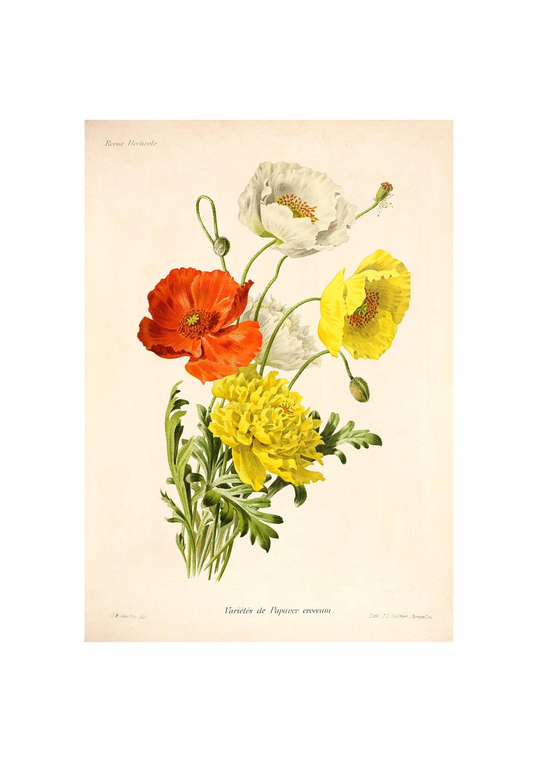 Ice Poppy Vintage Illustration - Giclee Fine Art Print - Framed ...
