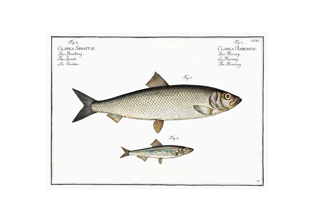 Herring and Sardine Antique Illustration (1785–1797) - Giclee Fine Art ...