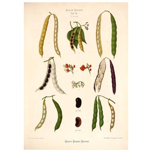 Ernest Benary : album Benary 1876 Kidney Beans Varieties Giclee Fine ...