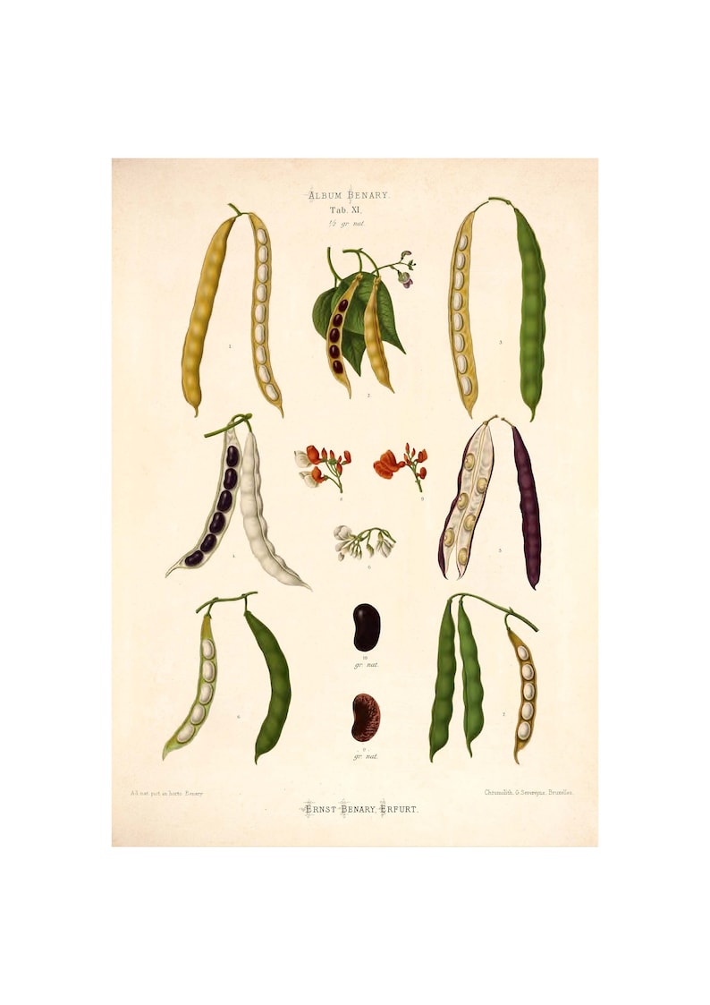 Ernest Benary : album Benary 1876 Kidney Beans - Etsy